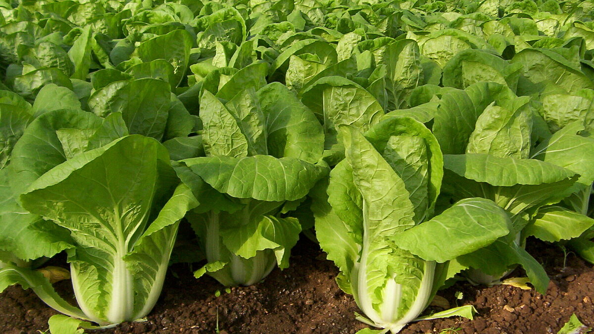 Garden Organic | Cabbage - Chinese