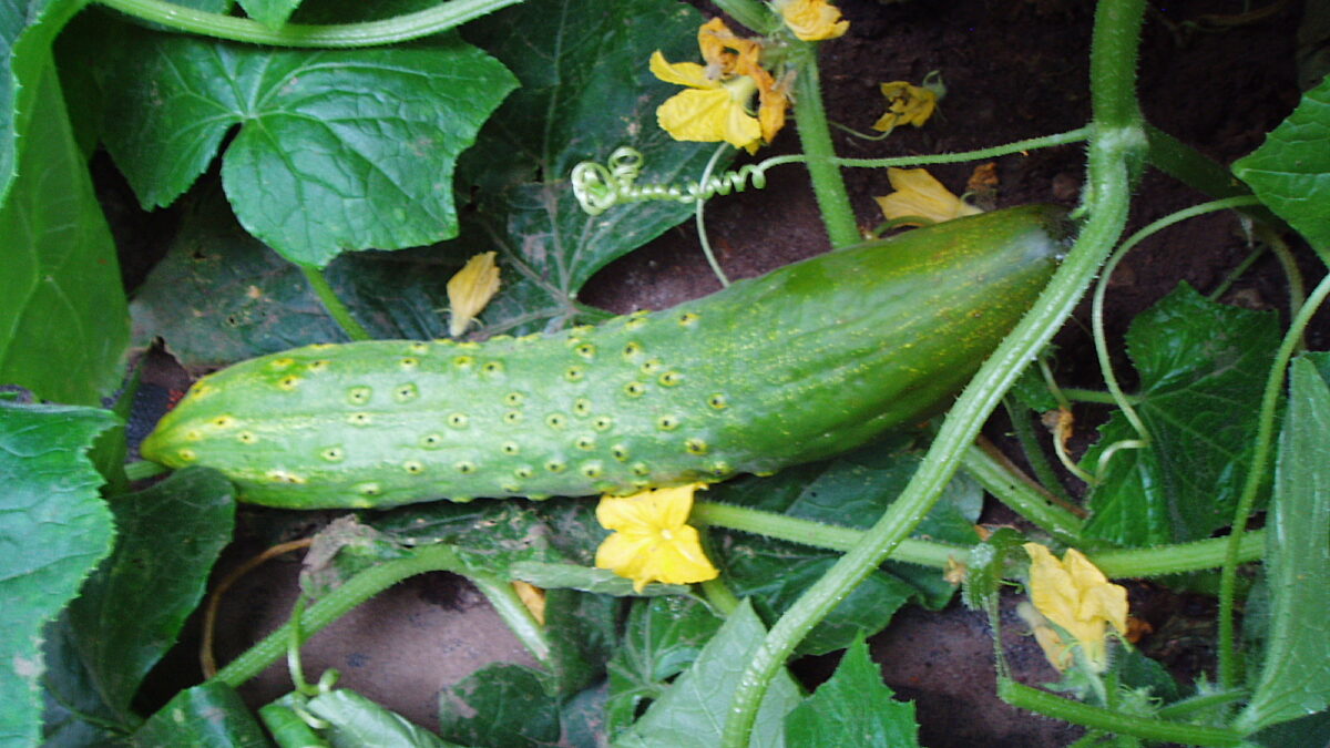 Garden Organic | Cucumber