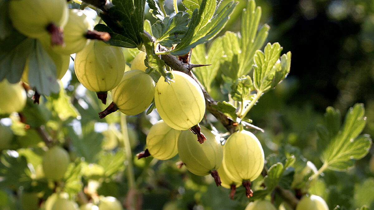 Garden Organic | Gooseberry