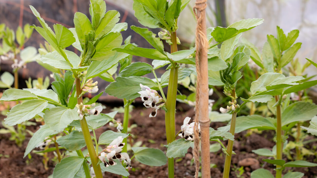 Garden Organic | Broad Bean