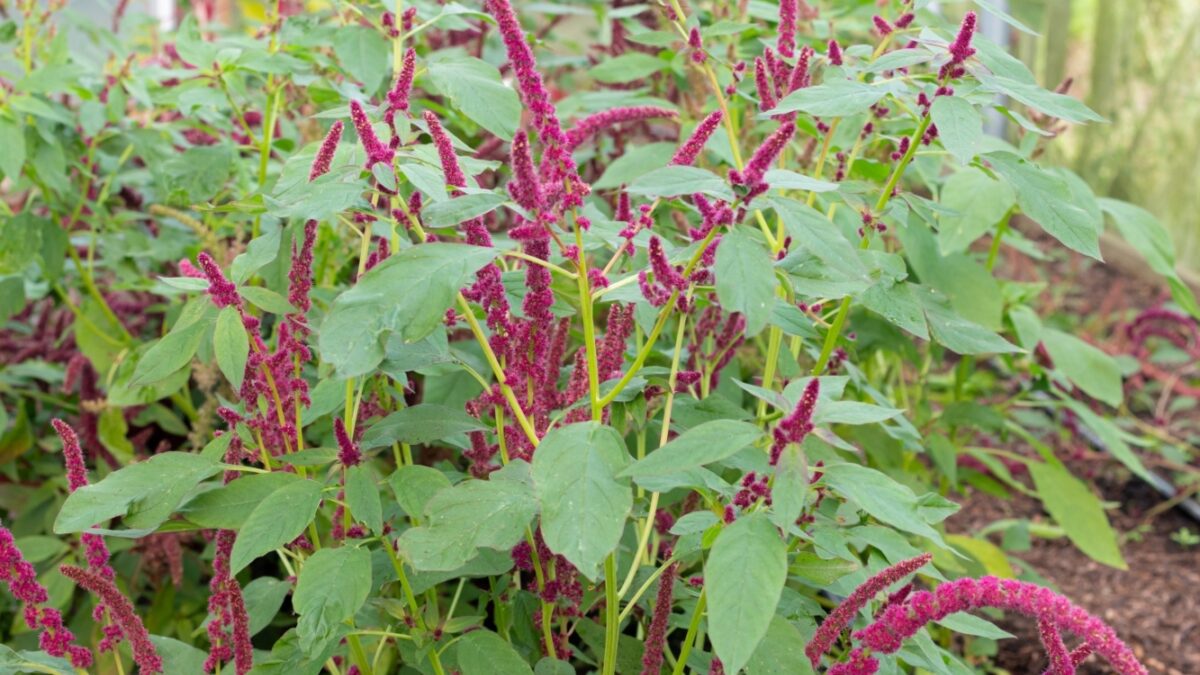 Garden Organic | Amaranth, callaloo, bayam, chauli