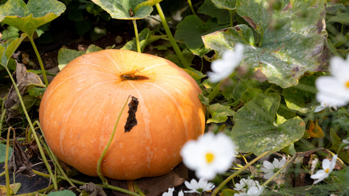Garden Organic | Pumpkin