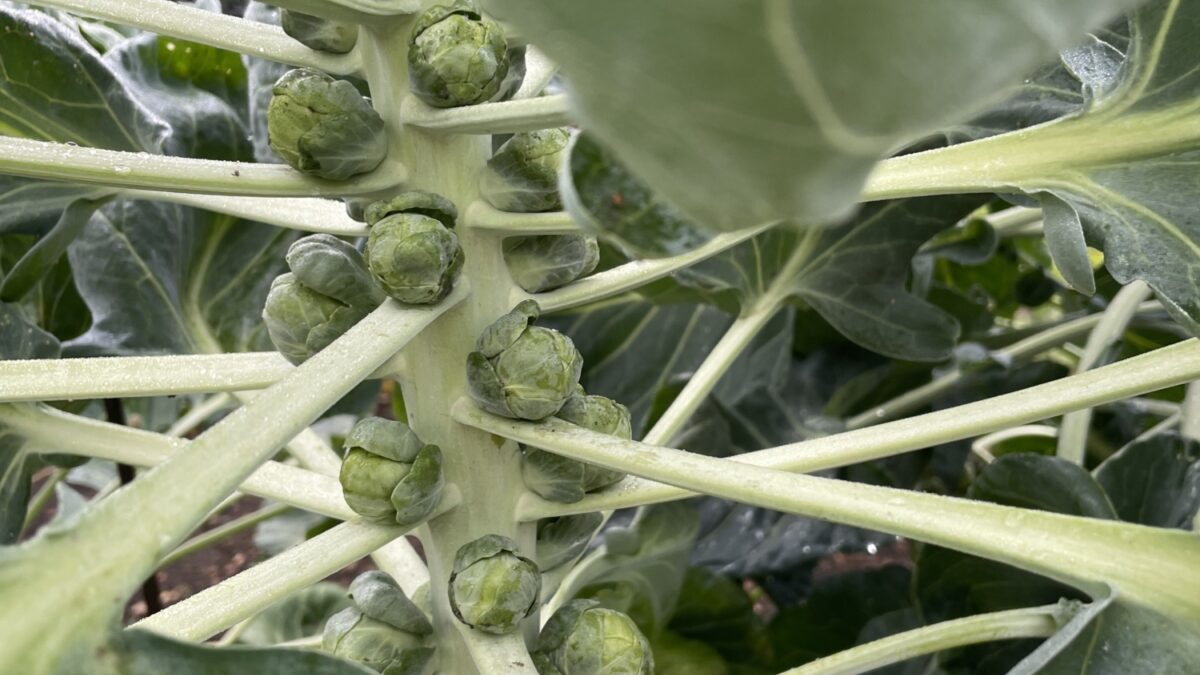 Garden Organic | Brussels sprouts