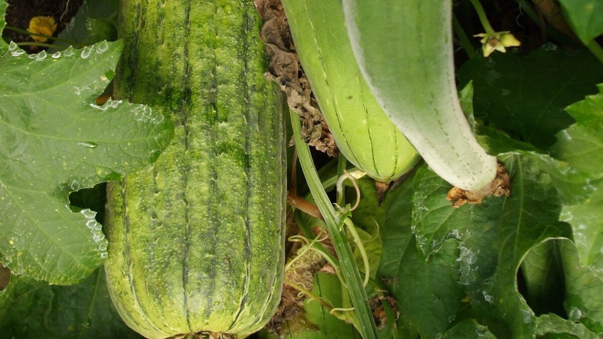 Garden Organic | Luffa
