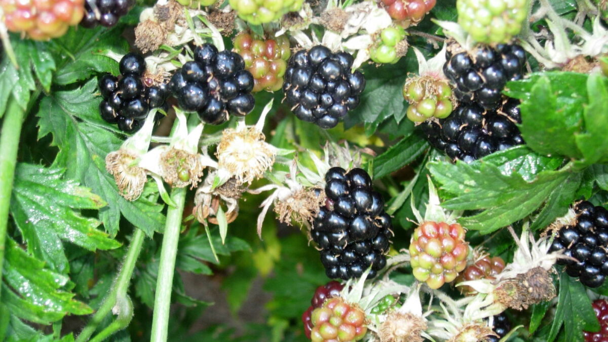 Garden Organic | Blackberry & hybrid berry