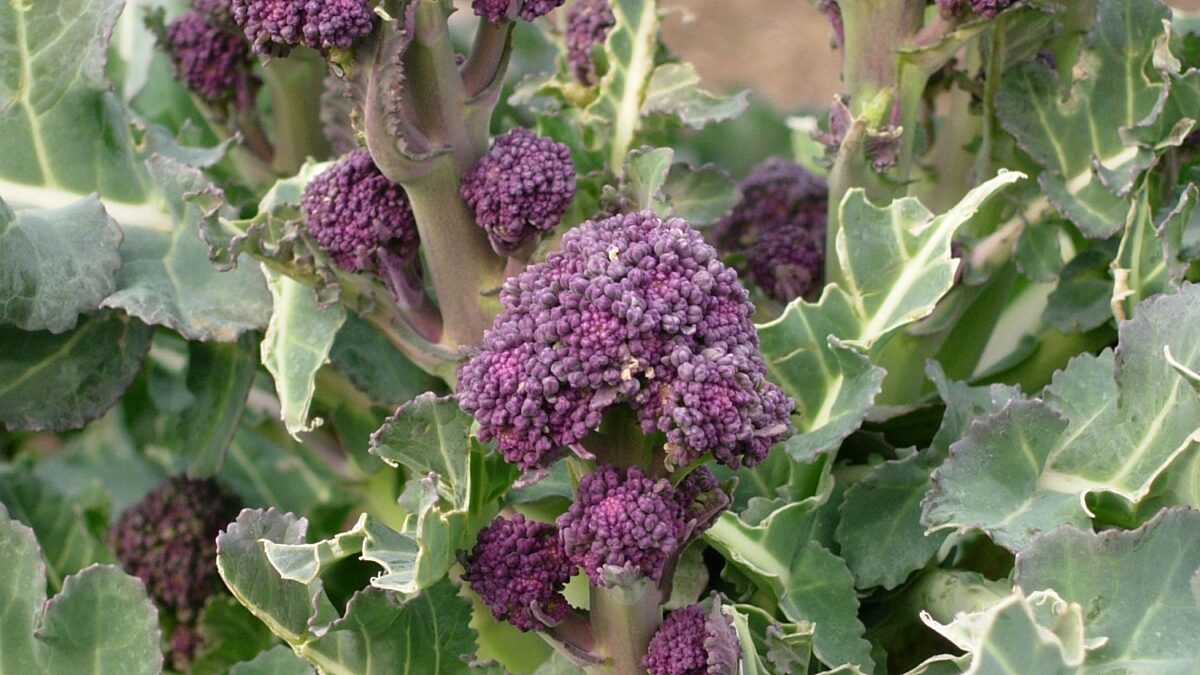 Garden Organic | Sprouting broccoli