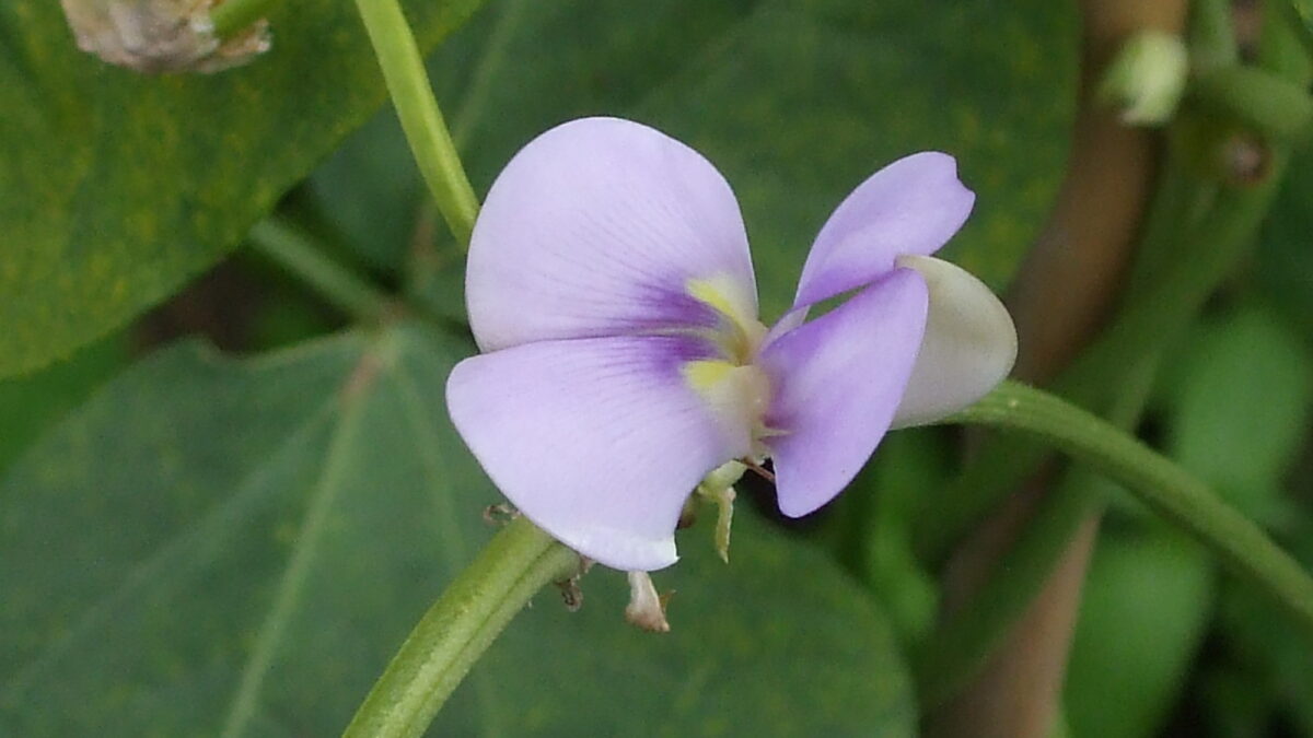 Garden Organic | Yard long bean