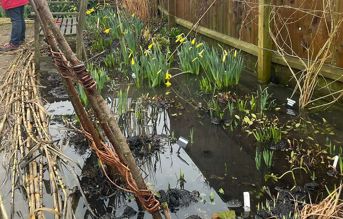 What to do if your garden is flooded | Garden Organic