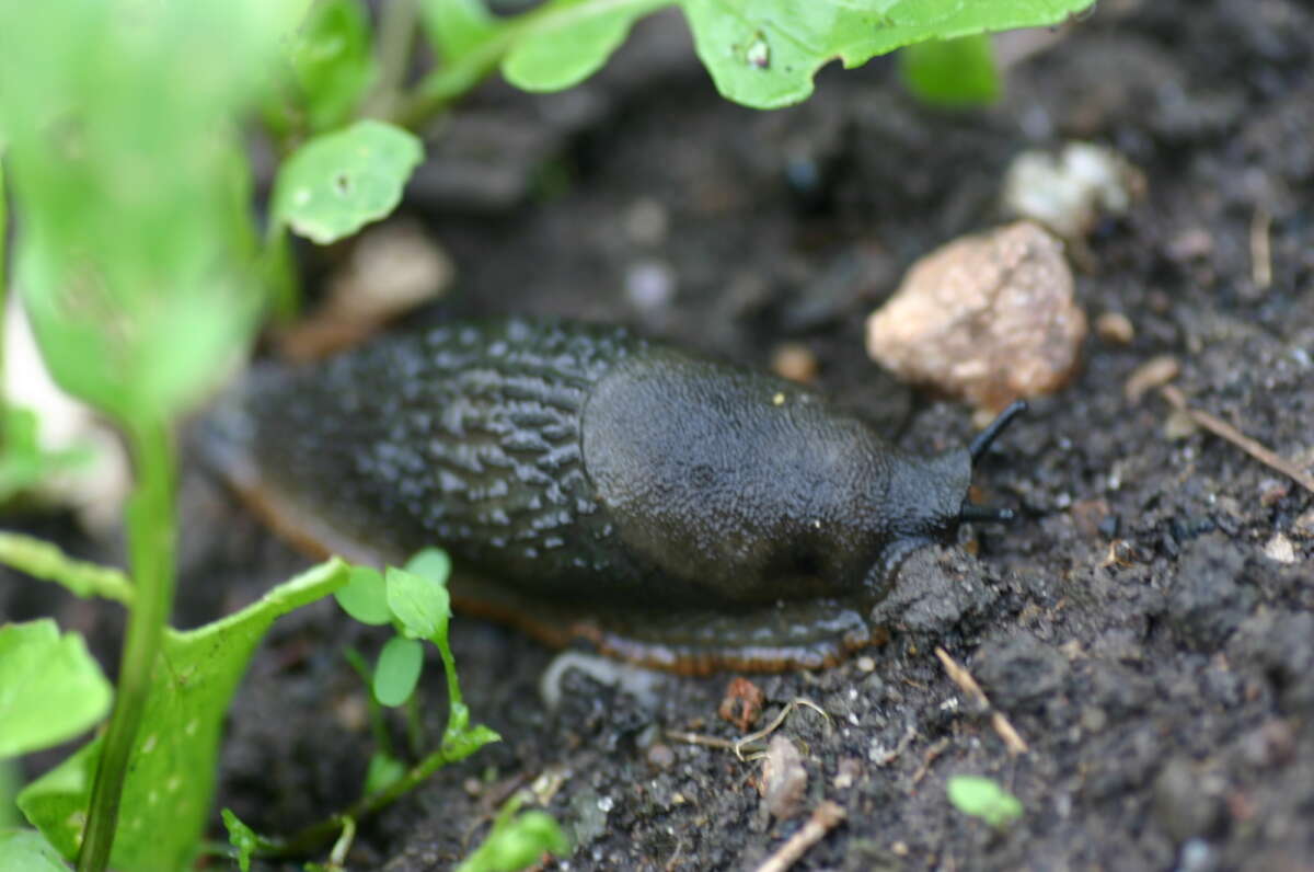 Garden Organic | Slugs and snails
