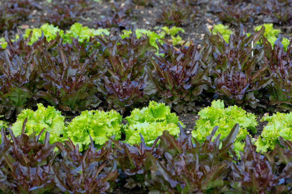 Garden Organic | How to grow vegetables all year round