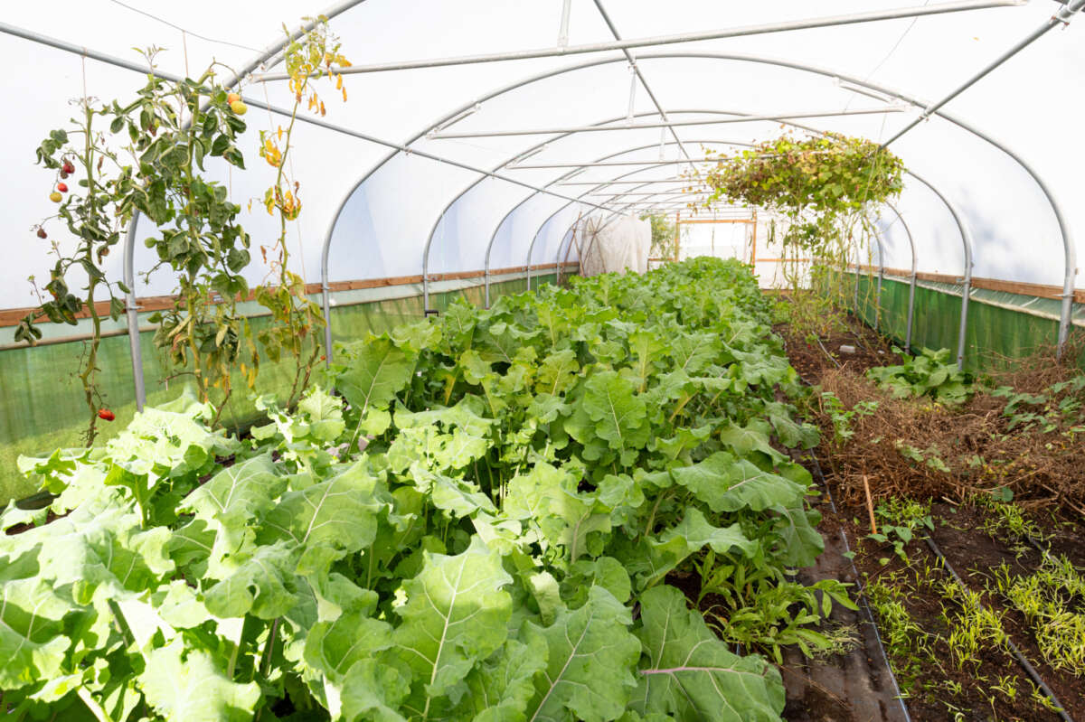 Garden Organic - Discover organic growing