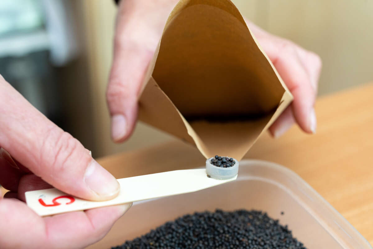 Garden Organic | The Heritage Seed Library