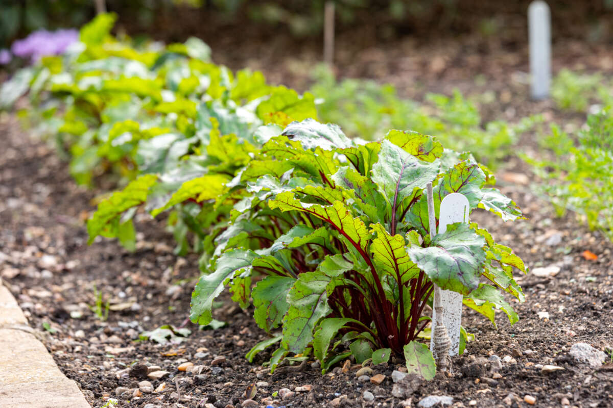 Garden Organic | Planning your planting