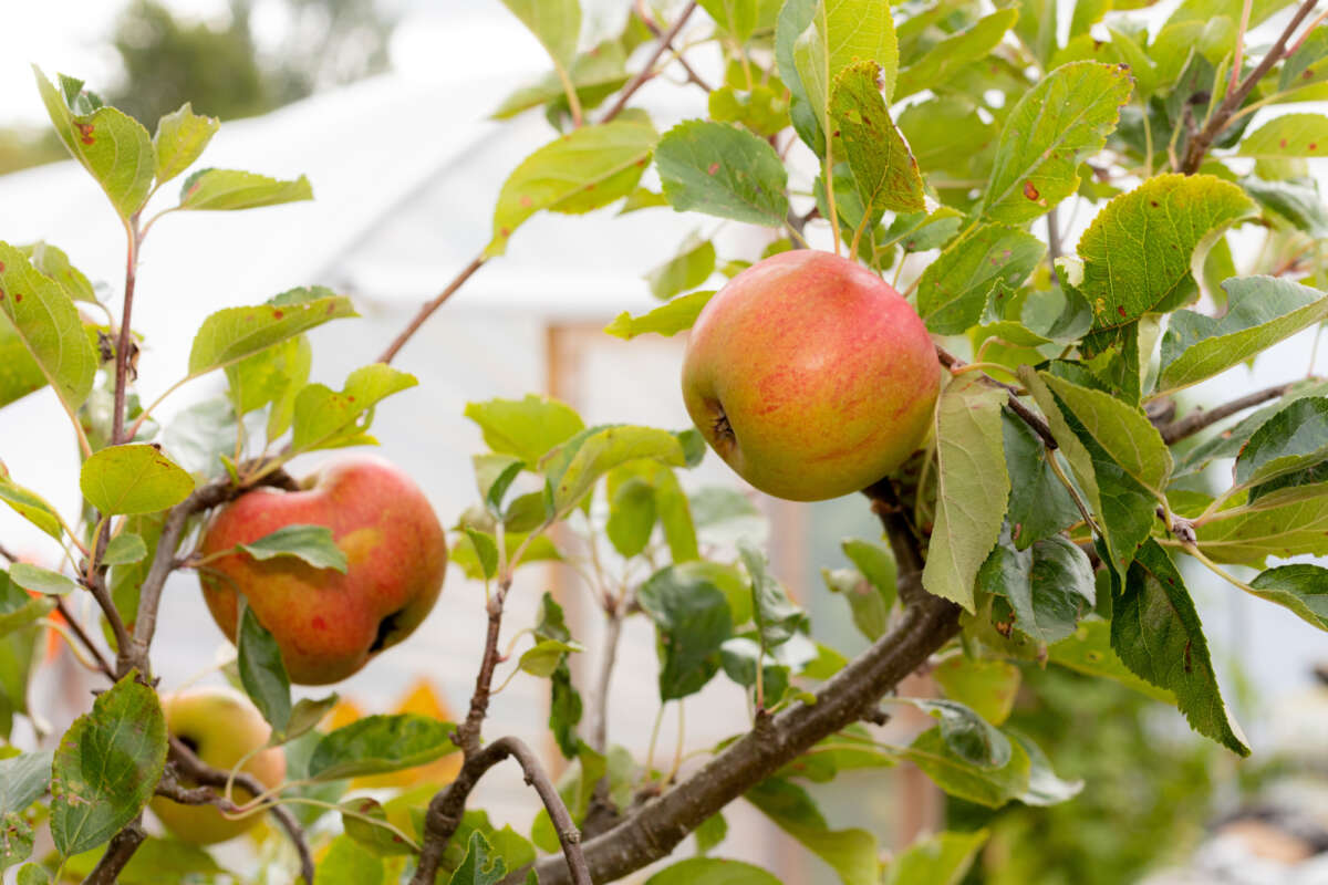 15 reasons to plant a fruit tree | Garden Organic