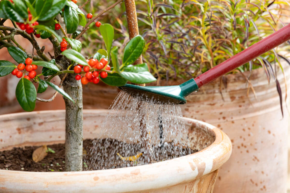 Garden Organic | Watering guide