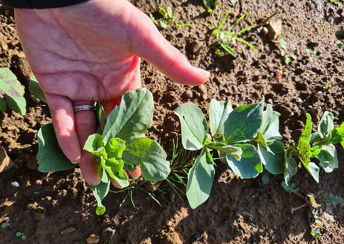 You’ve heard of broad beans…now plant field beans! | Garden Organic