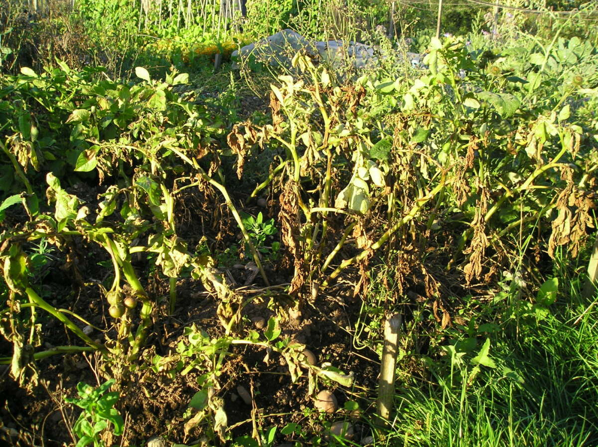 Garden Organic | Potato blight