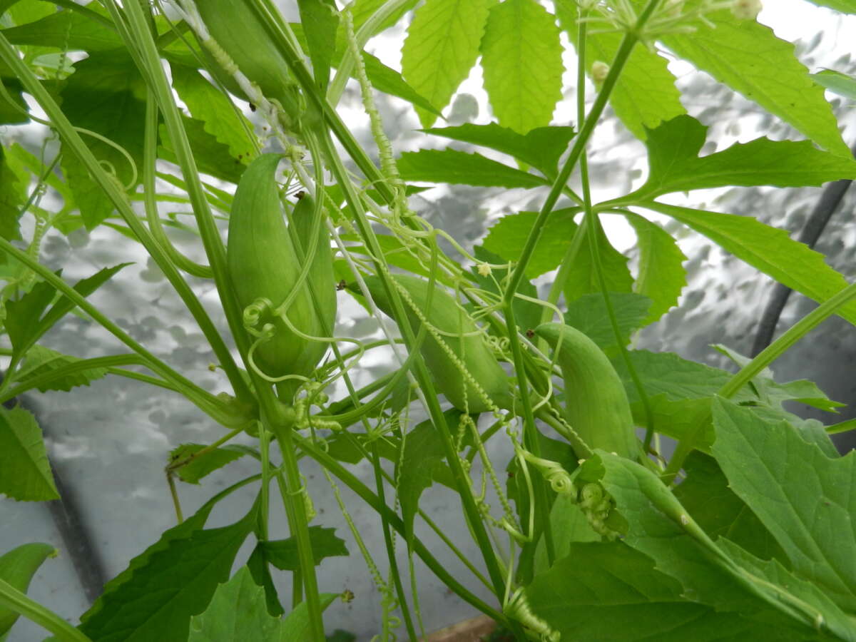 Garden Organic | Achocha (Cyclanthera pedata)