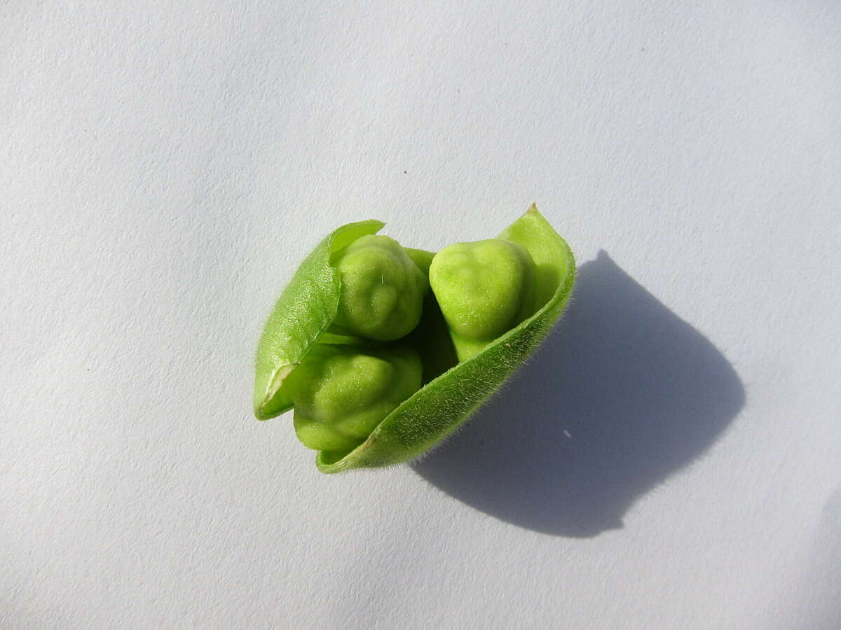 Garden Organic | Chickpeas