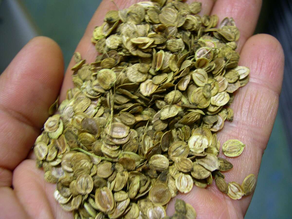 How you source your seeds | Garden Organic