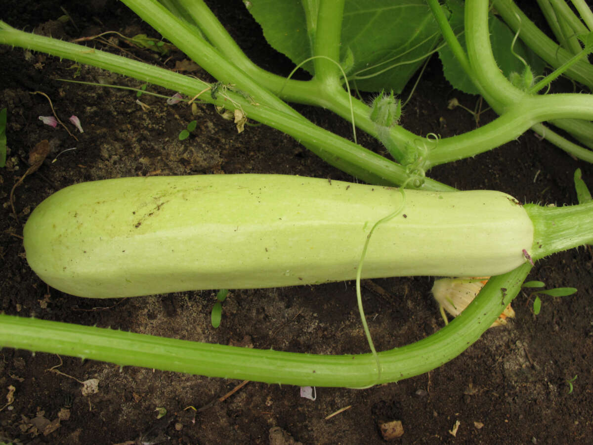 Your best performing crops of 2023 | Garden Organic