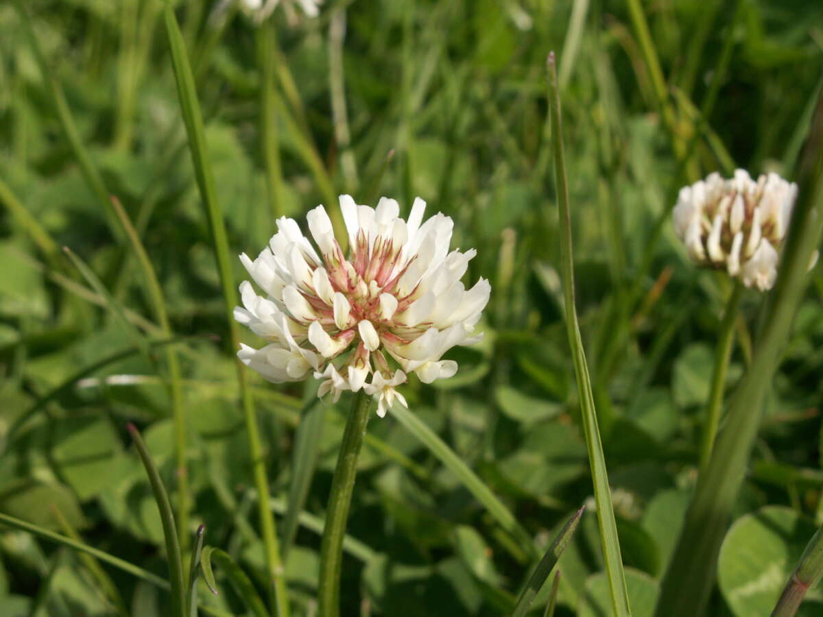 Garden Organic | White clover
