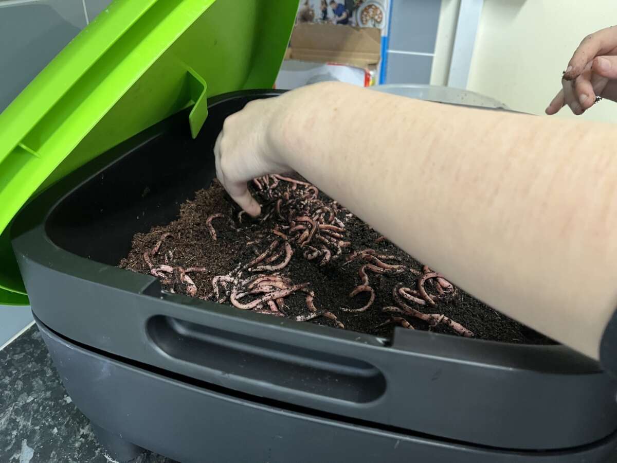 Learning about the wonder of worms in Cumbria | Garden Organic