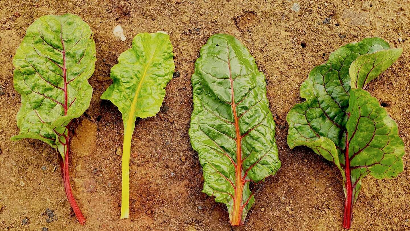 Garden Organic | Chard (leaf beet)