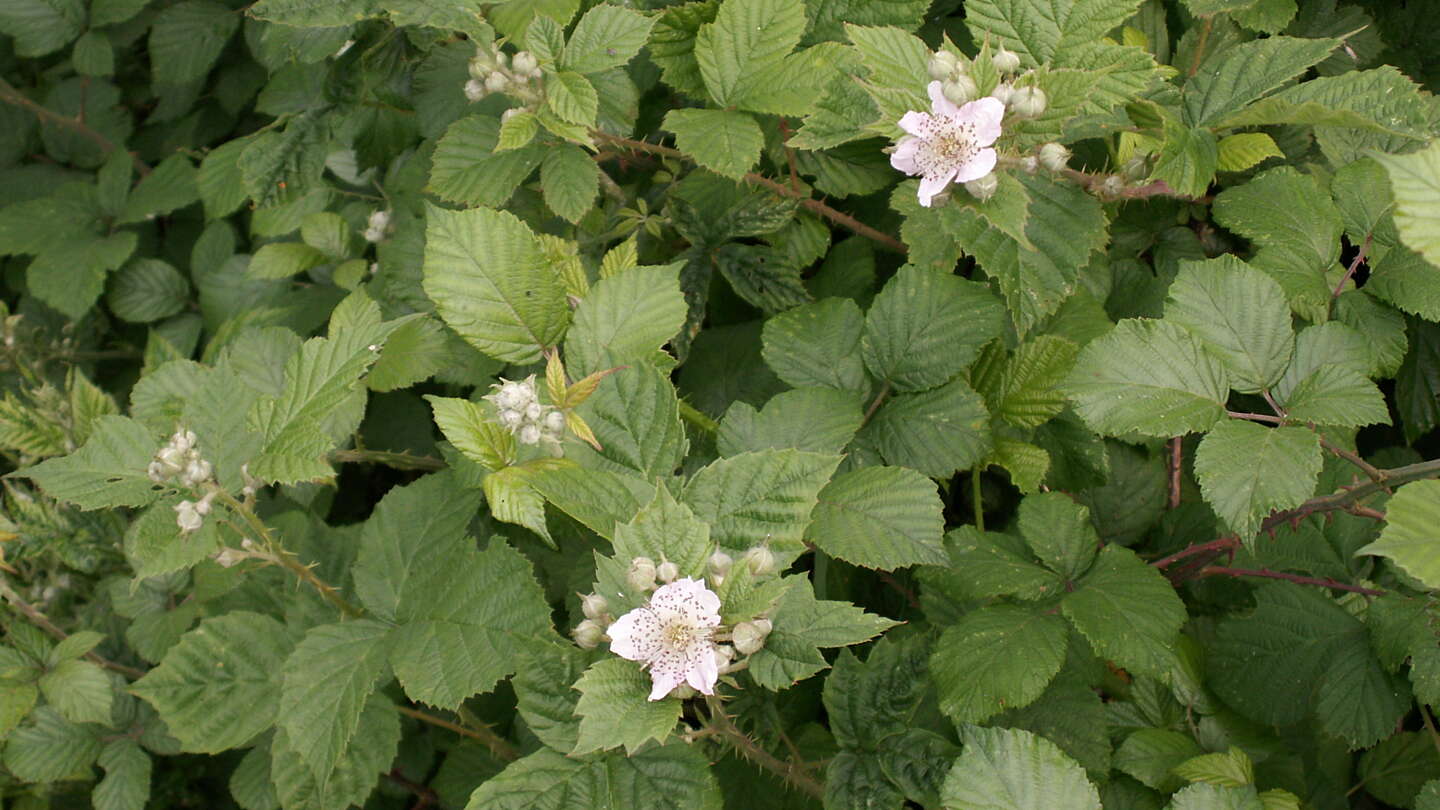 Garden Organic | Bramble