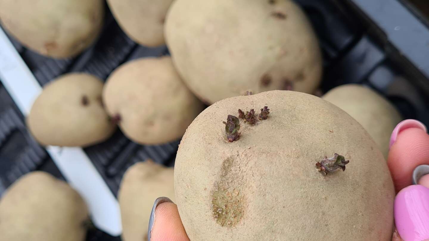 It’s time to chit your potatoes! | Garden Organic