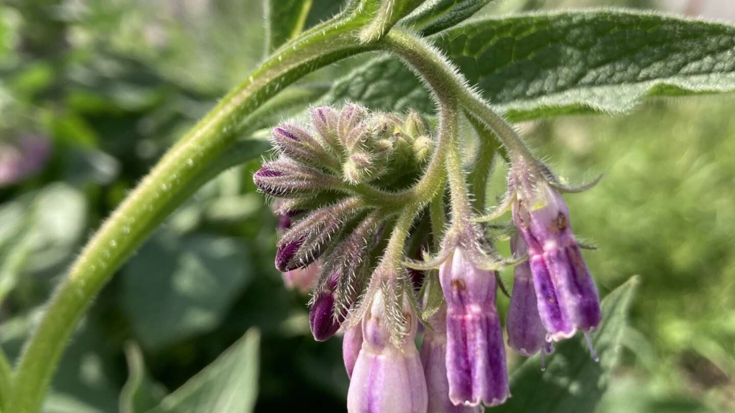 Garden Organic | Comfrey (Symphytum): Everything you need to know