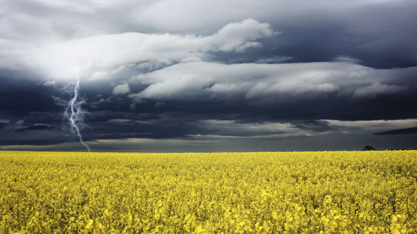 Garden Organic | GMOs - Genetically Modified Organisms