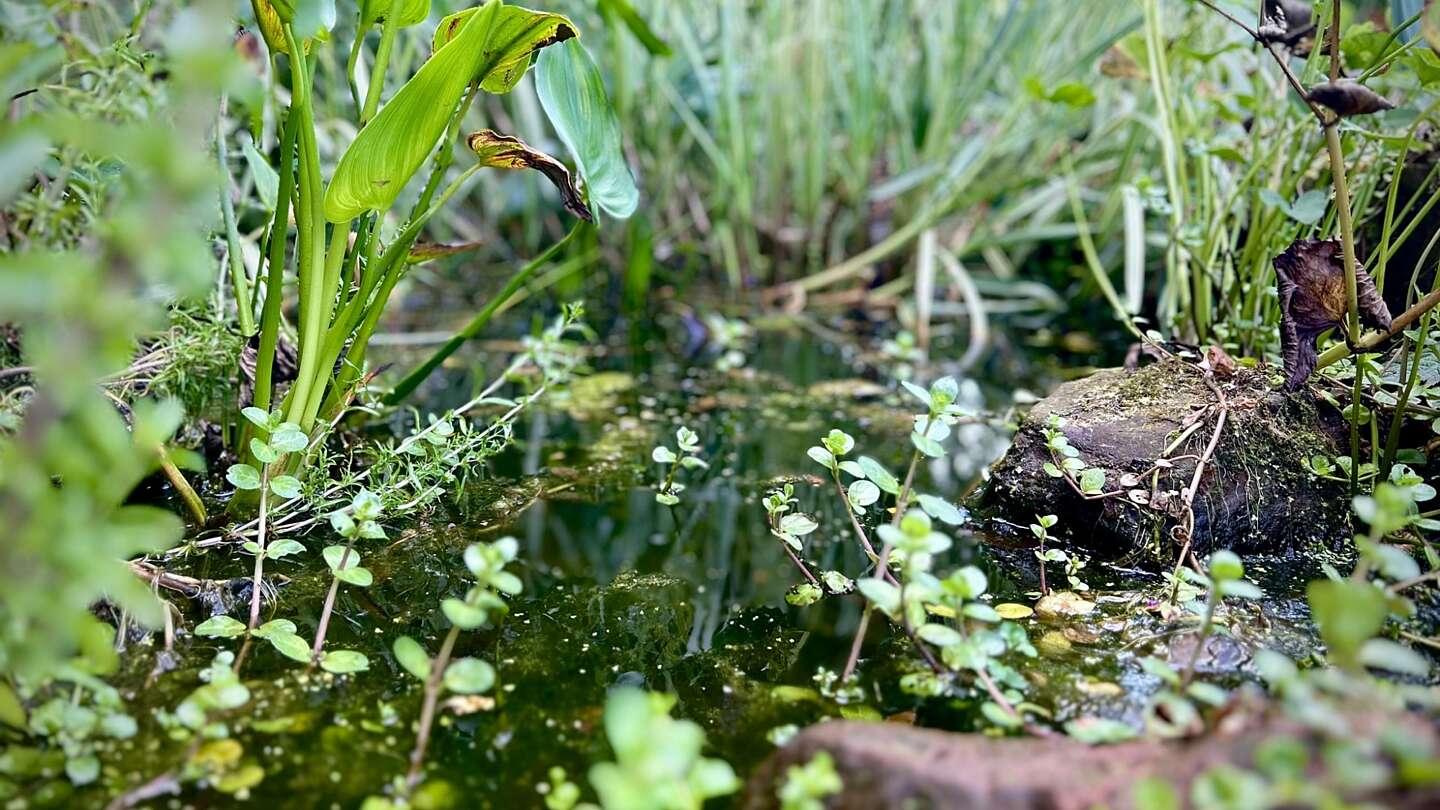 How to build a pond | Garden Organic
