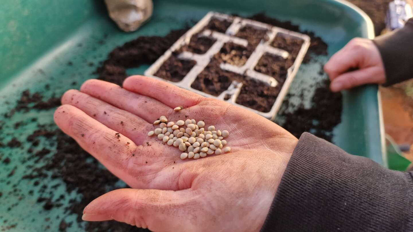 Grow your own lentils | Garden Organic