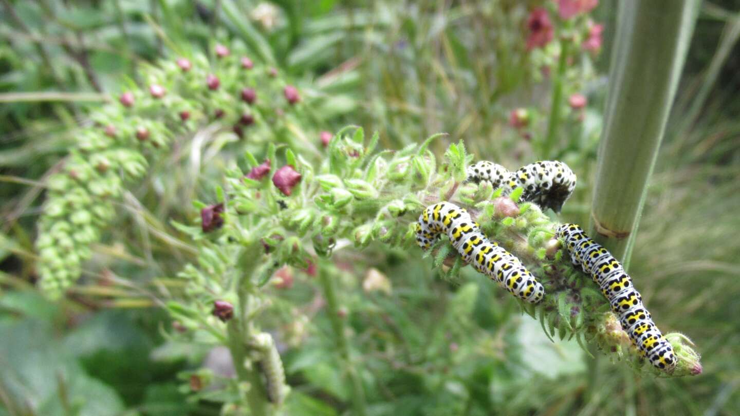 Insects to spot this summer | Garden Organic