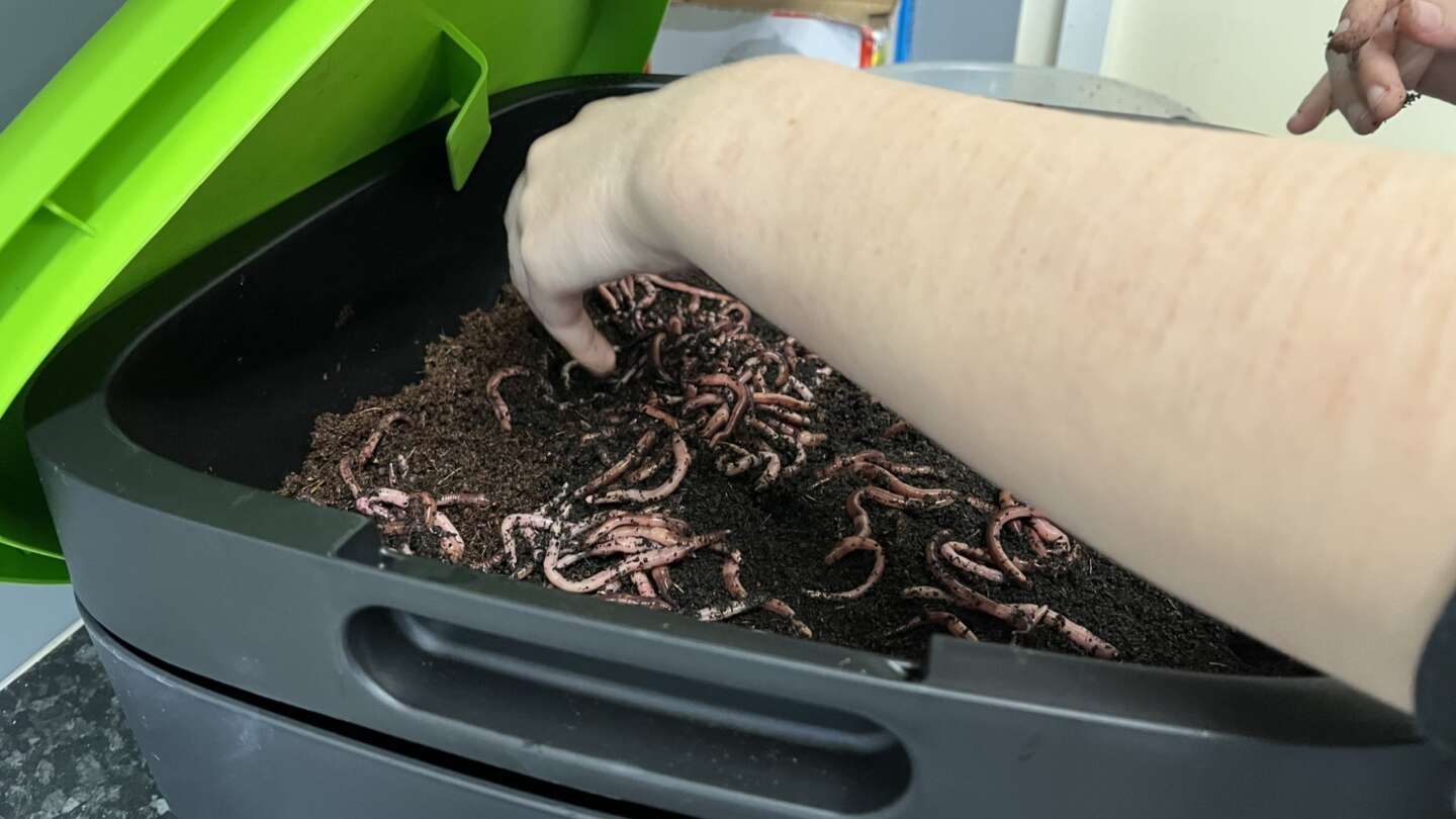 Learning about the wonder of worms in Cumbria | Garden Organic