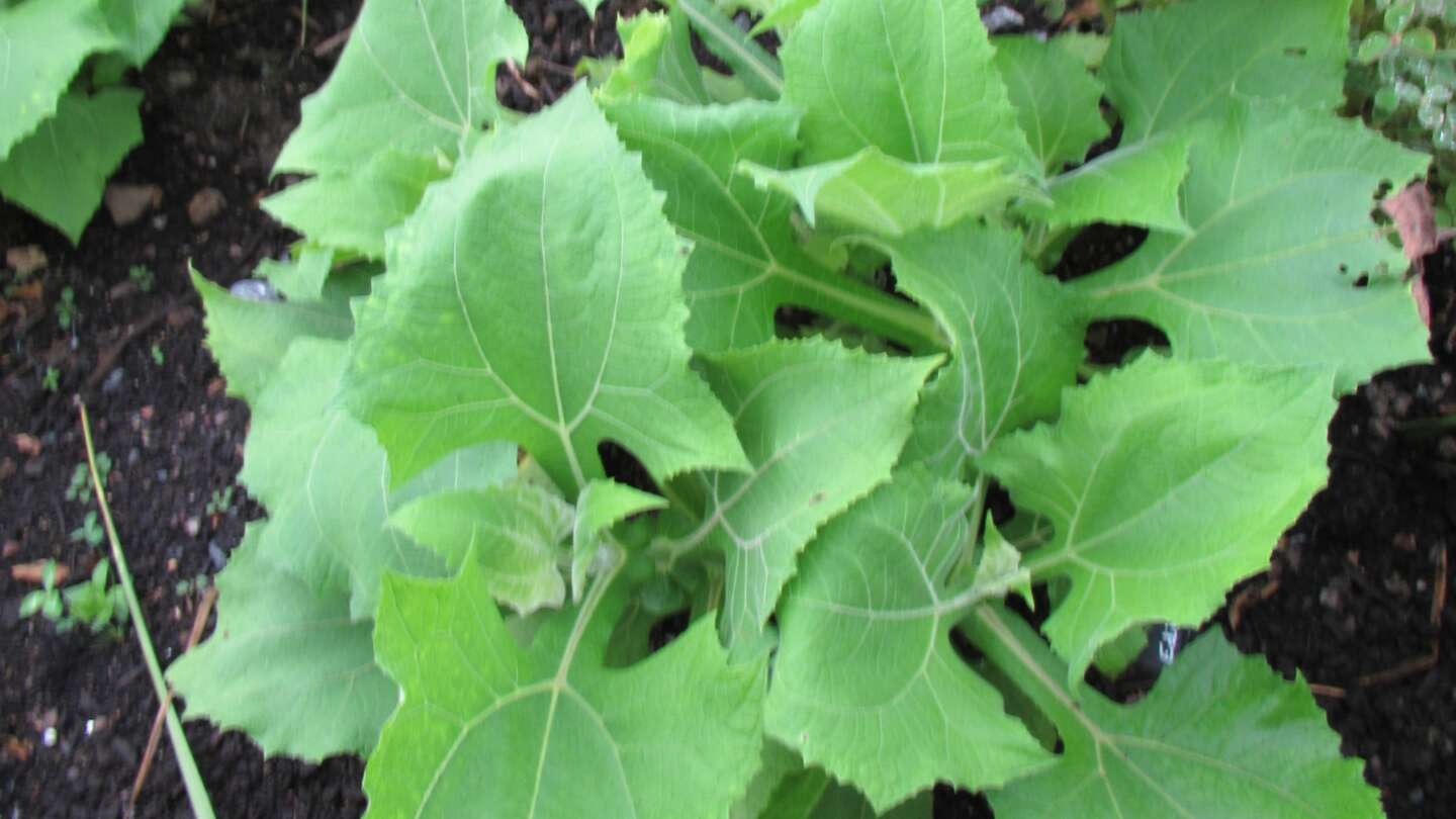 Garden Organic | Yacon