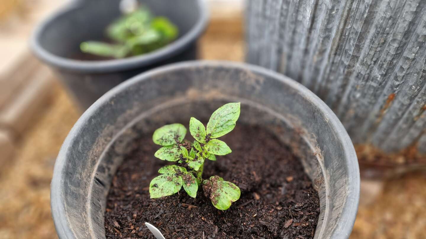 Go potty for potatoes | Garden Organic