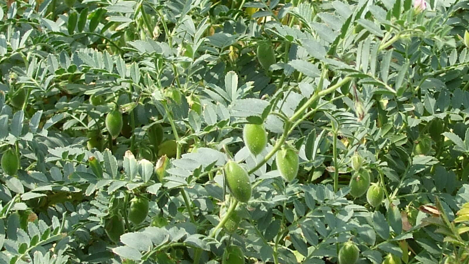 Garden Organic | Chickpeas