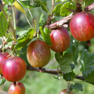 Garden Organic | How to grow fruit