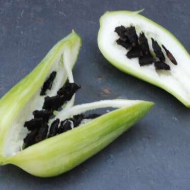 Garden Organic | Achocha (Cyclanthera pedata)