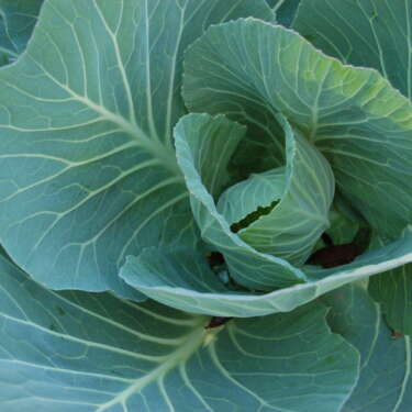 Garden Organic | Cabbage - spring