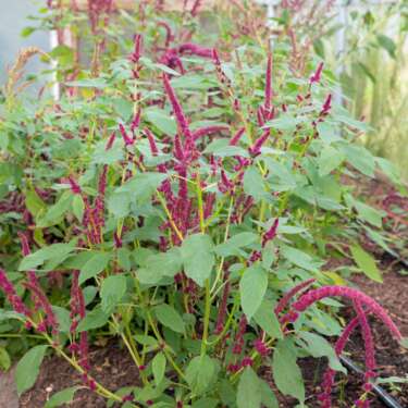 Garden Organic | Amaranth, callaloo, bayam, chauli