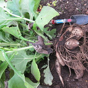 Garden Organic | Yacon