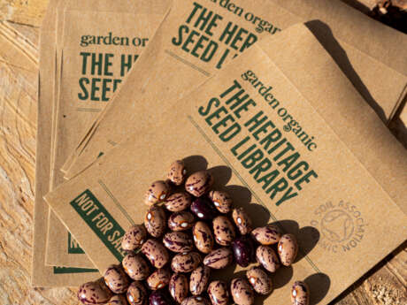 Garden Organic | Lablab Beans