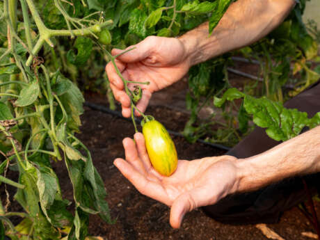 Garden Organic | Achocha (Cyclanthera pedata)