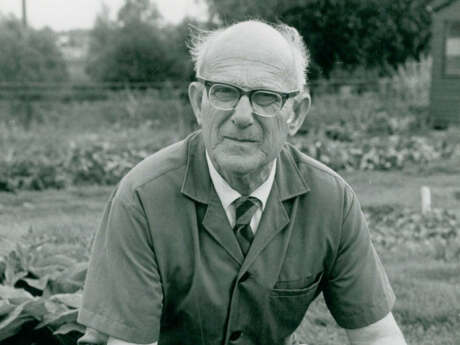 Garden Organic | African kale, chomolia, covo