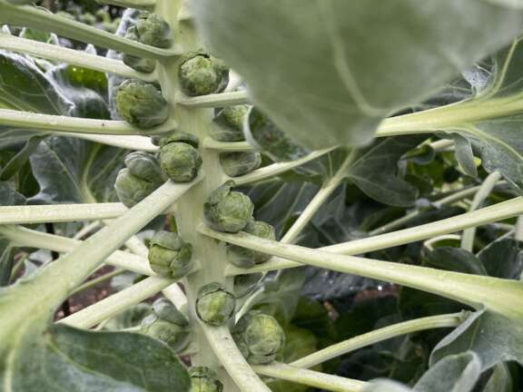 Garden Organic | Brussels sprouts
