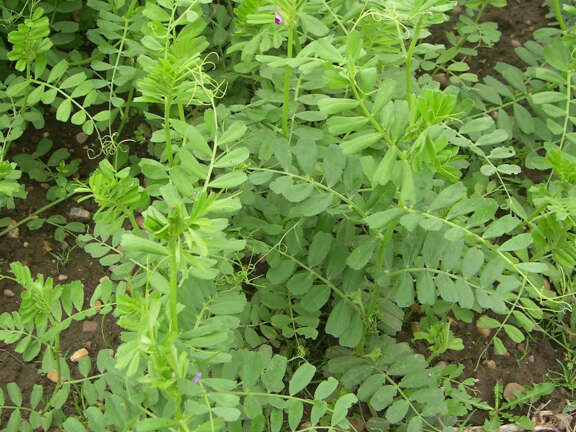 Garden Organic | Winter tares (vetch)