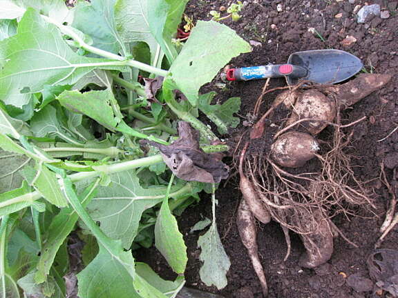 Garden Organic | Vegetables and herbs growing guides